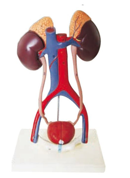 Urology Model- Human Urinary System Model-Sciedu (CM): 34 X16x13 – ABC ...